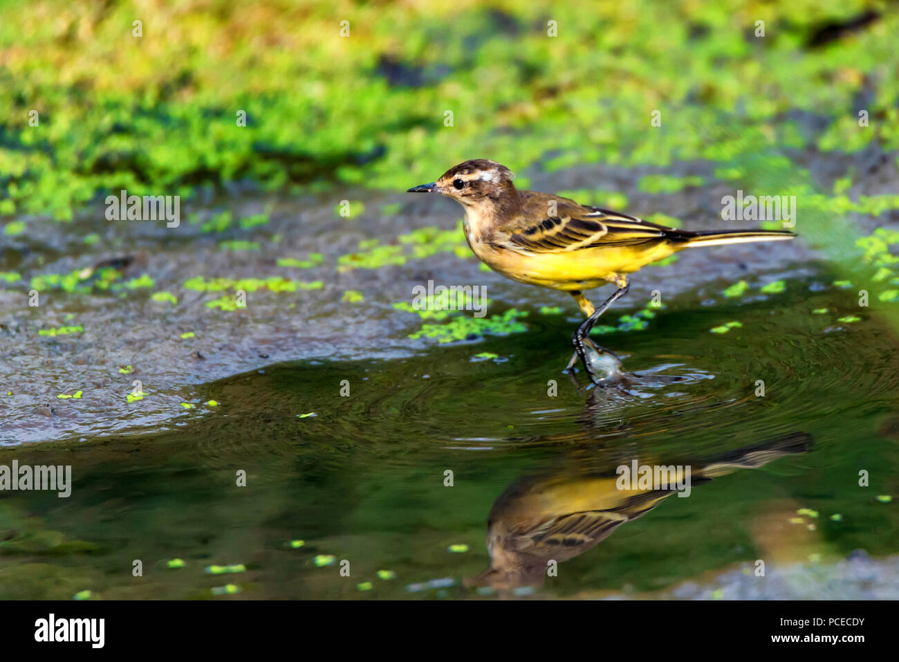 Female Western Yellow Wagtail or Motacilla flava Stock Photo - Alamy