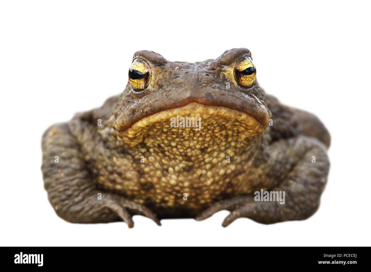 isolated brown toad front view ( Bufo bufo ), full length wild animal ...
