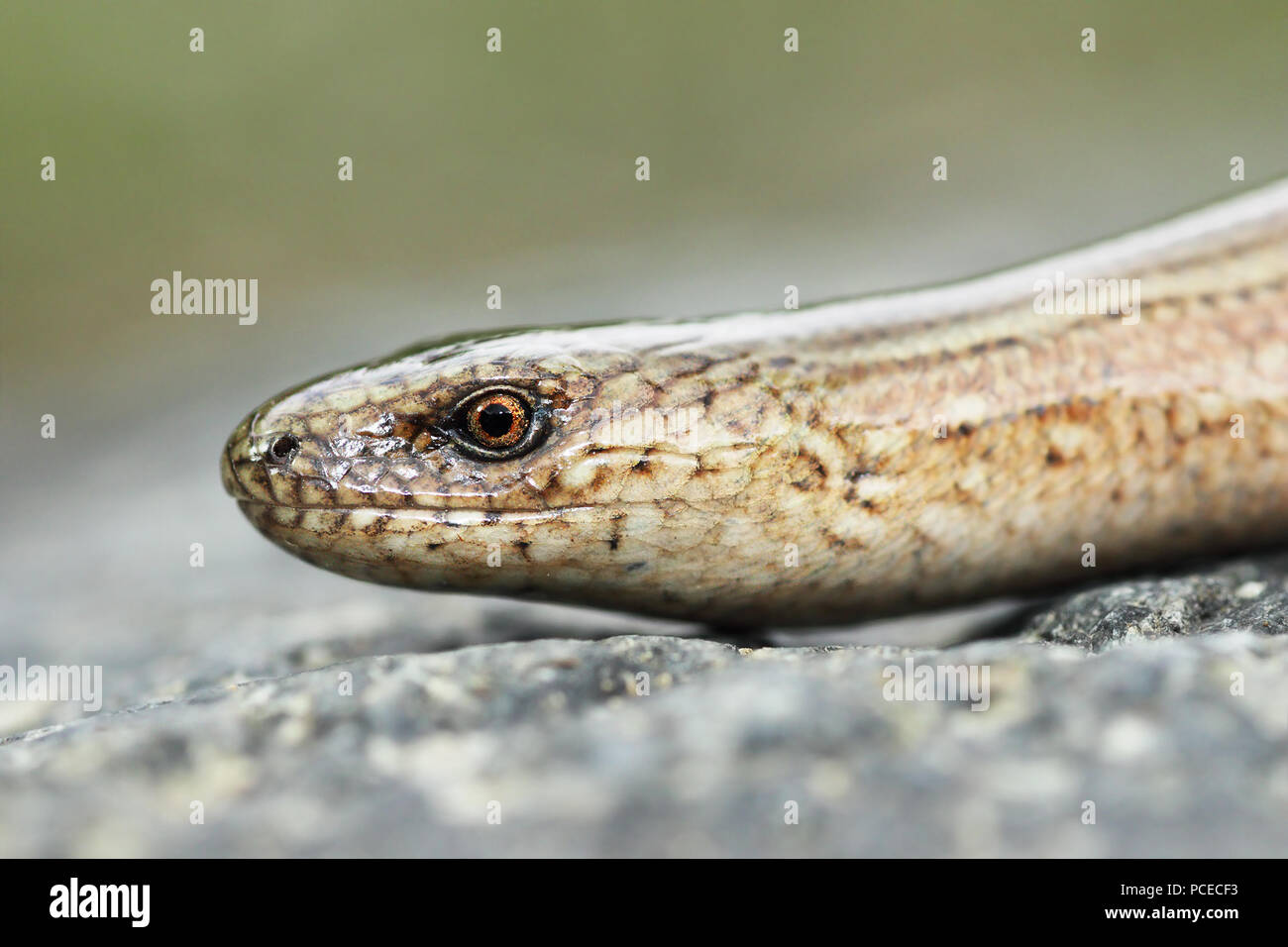 macro portrait of young slow worm ( Anguis colchica Stock Photo - Alamy