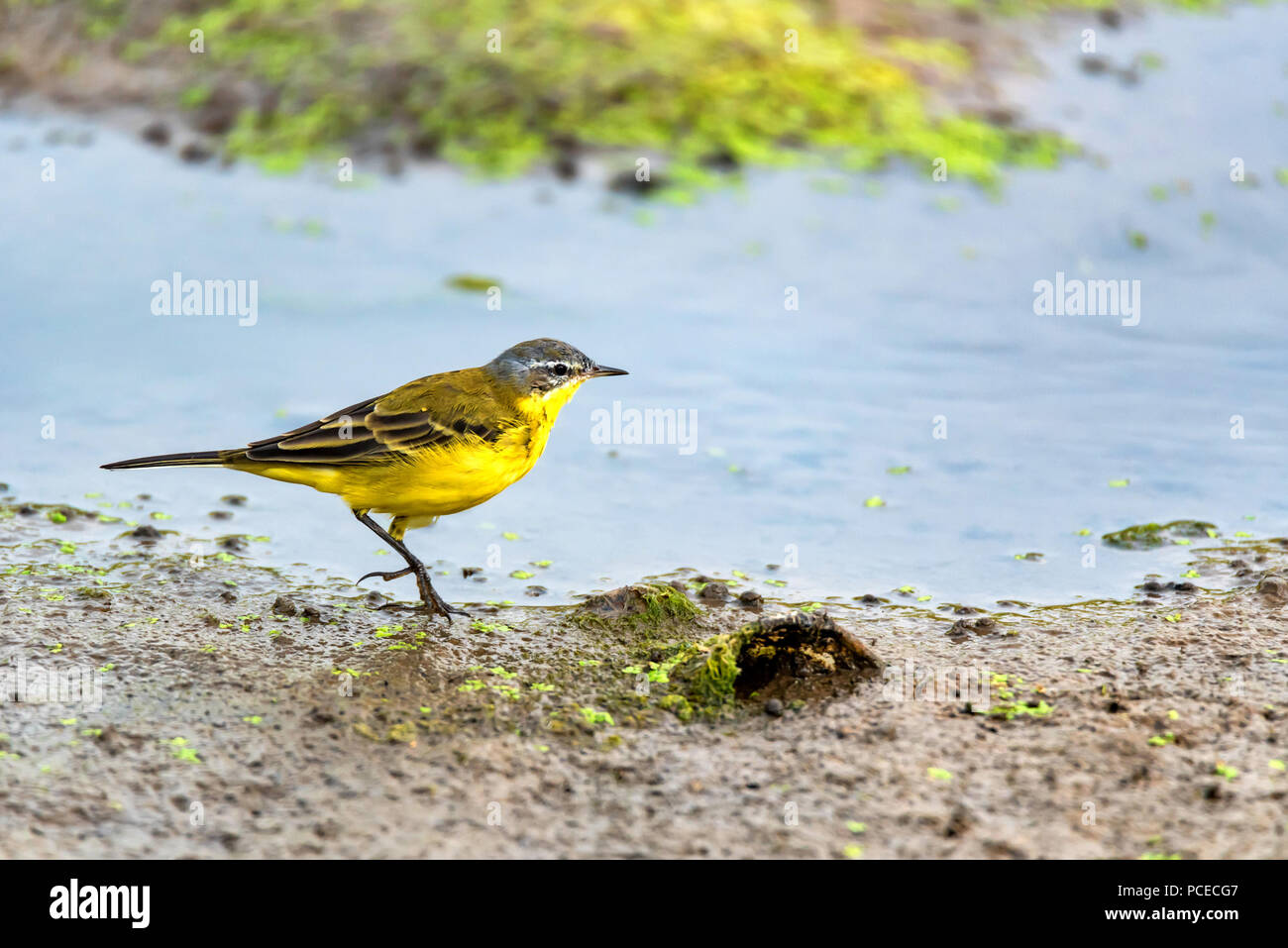 Male western yellow wagtail hi-res stock photography and images - Alamy