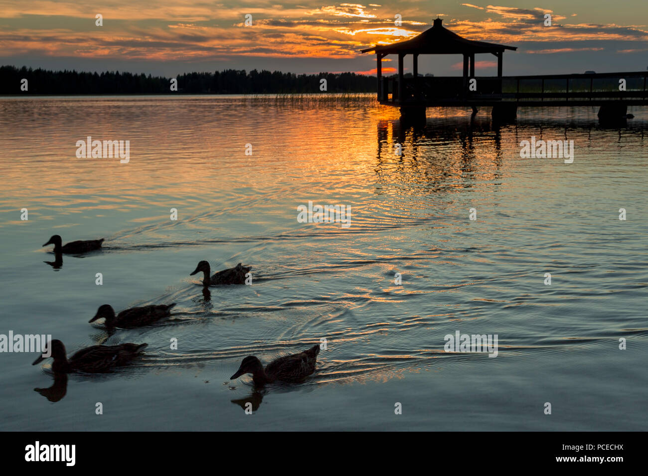 Gazebo in Lake with Mallard Ducks in Water at Sunset Stock Photo - Alamy