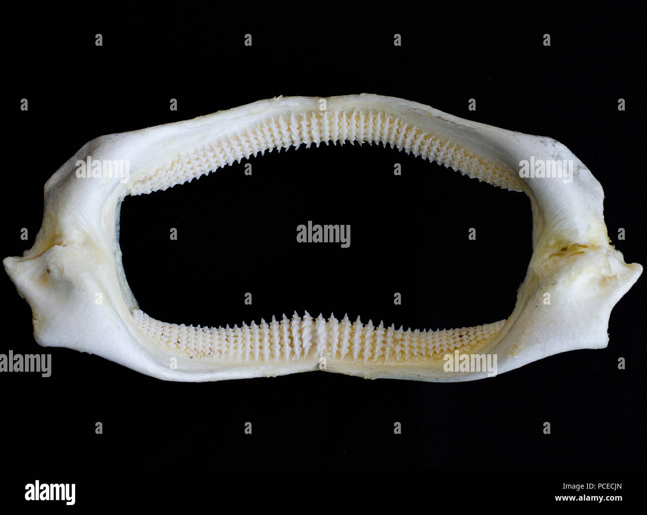 Shark jaw on black background Stock Photo - Alamy