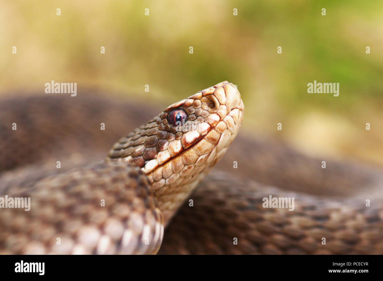 portrait of female common european viper ( Vipera berus Stock Photo - Alamy