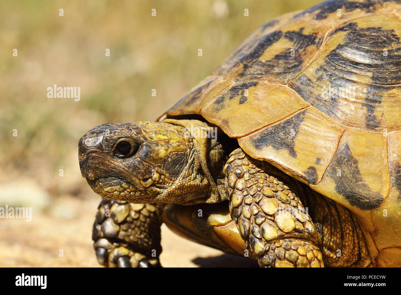 Turtoise hi-res stock photography and images - Alamy