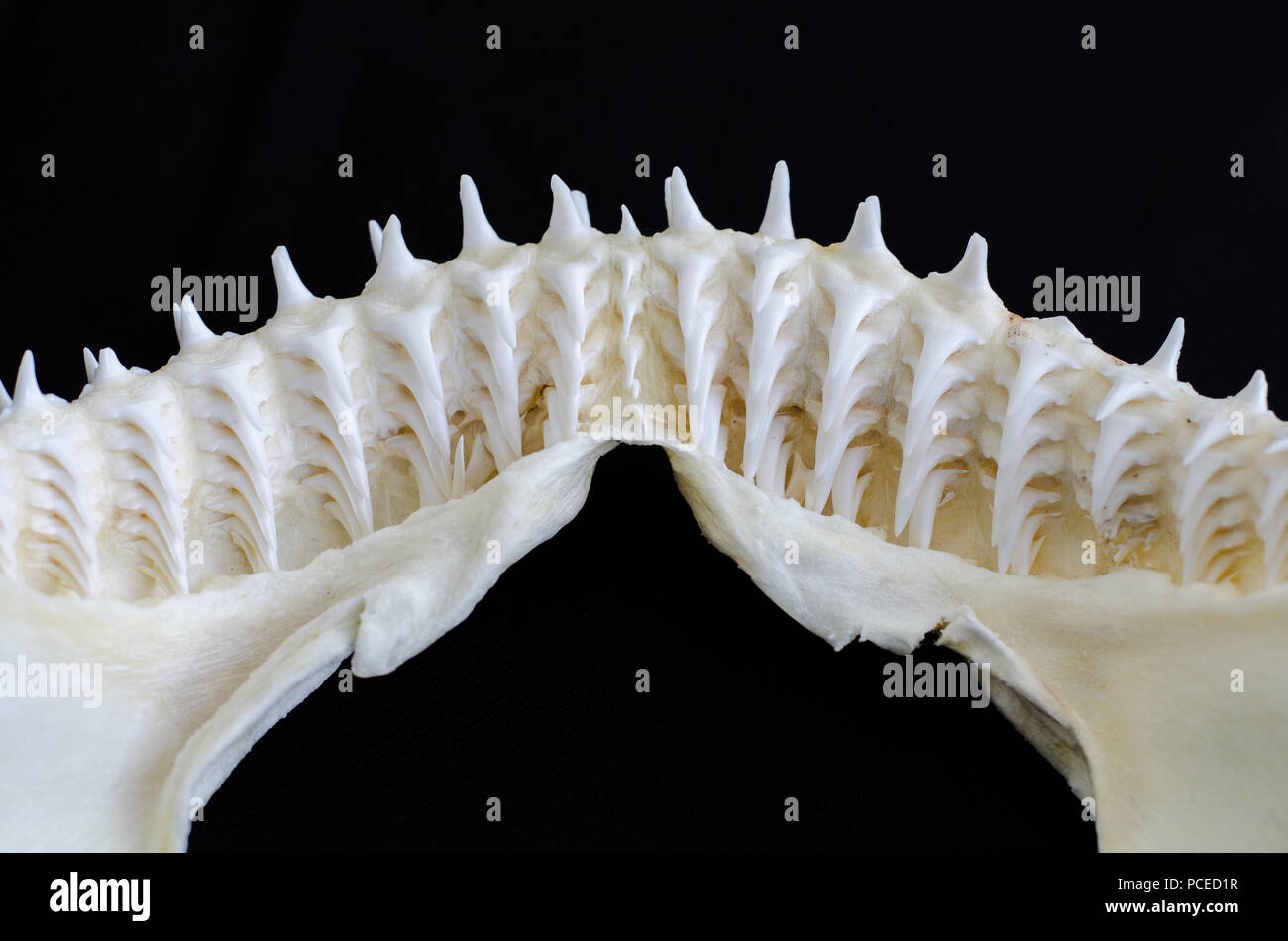 Shark jaw on black background Stock Photo - Alamy