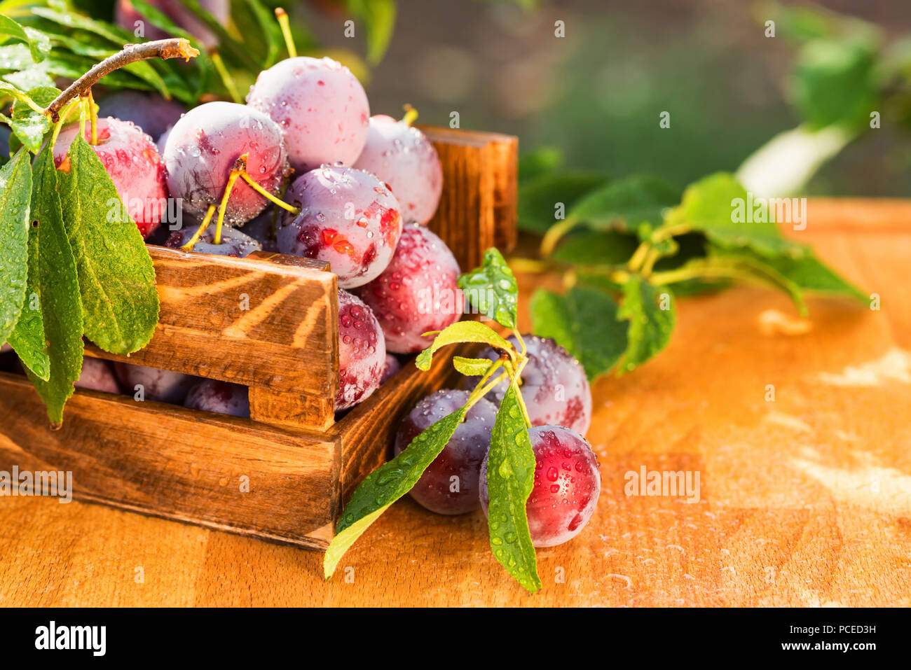 Fresh cherry plums in wooden box close Stock Photo - Alamy
