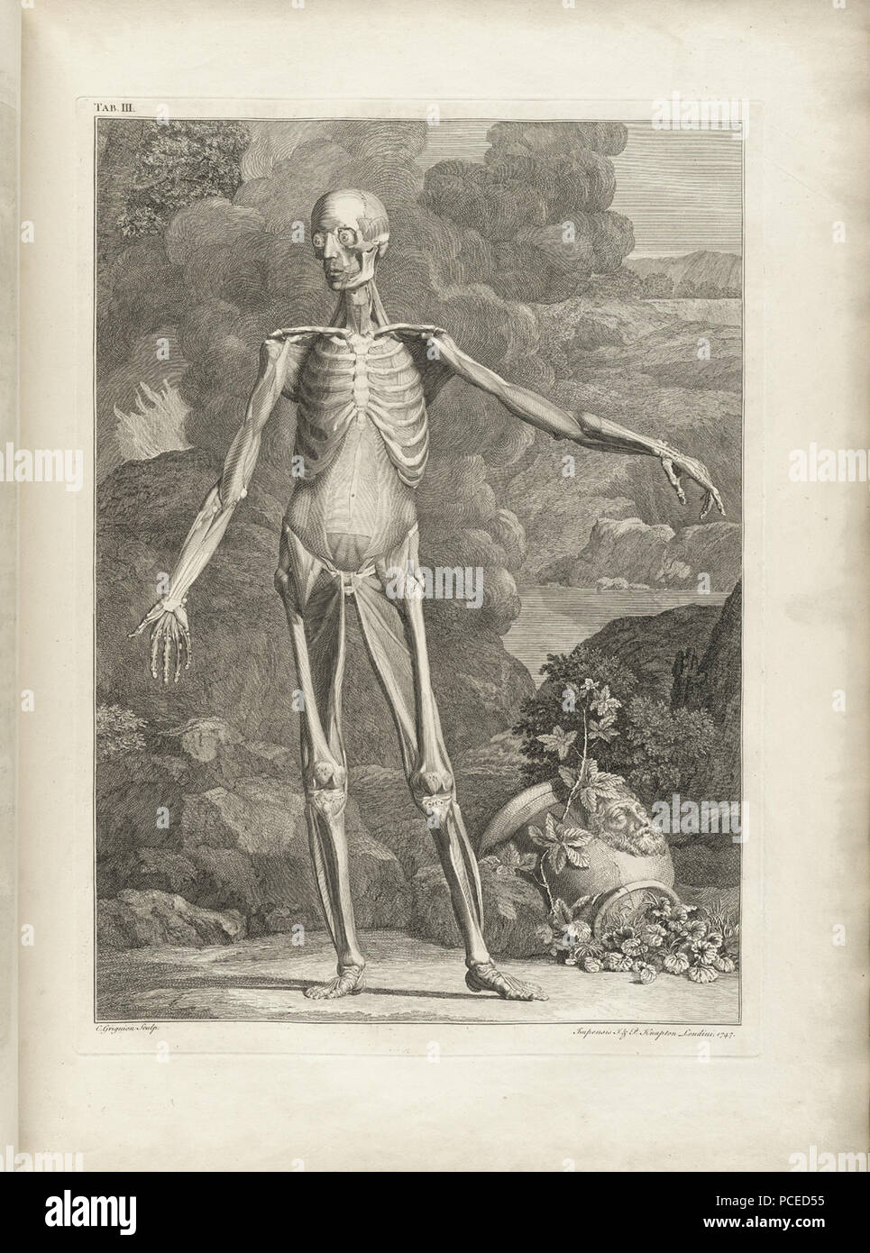 Albinus illustration hi-res stock photography and images - Alamy