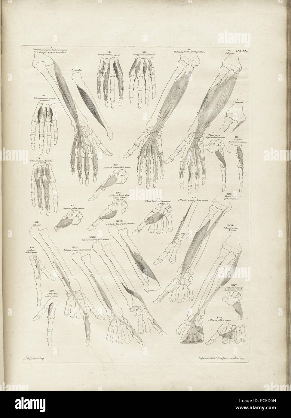 Albinus collection hi-res stock photography and images - Alamy