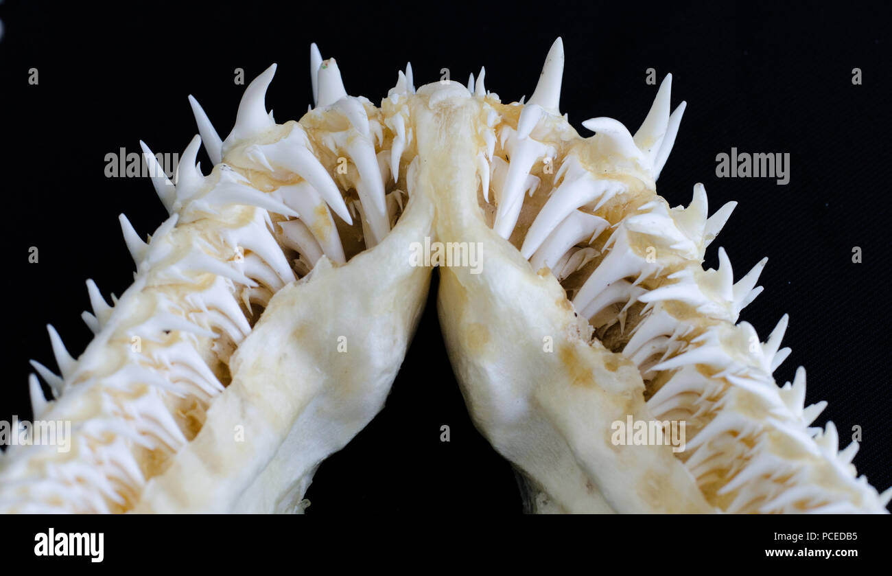 Shark jaw on black background Stock Photo - Alamy