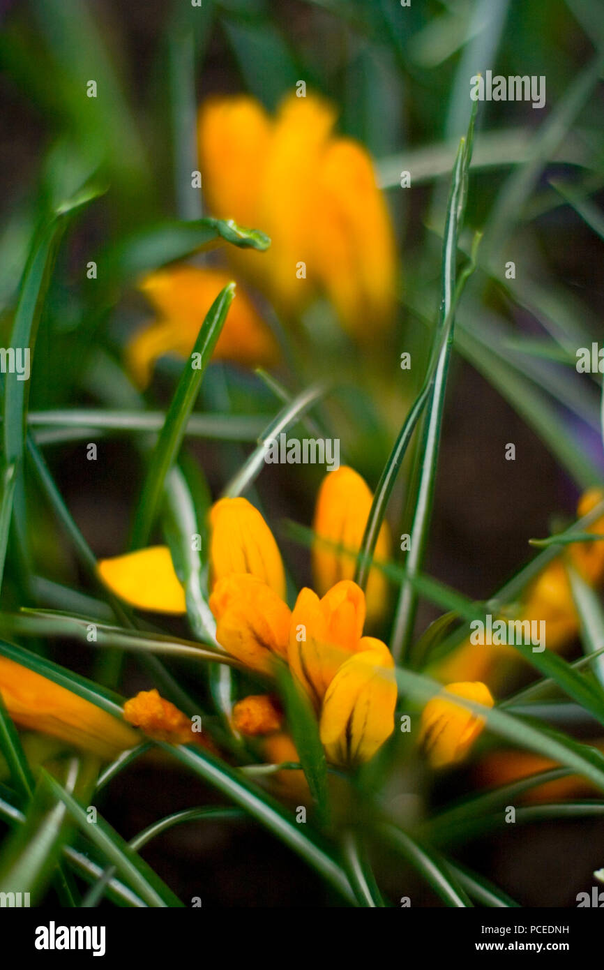 yellow crocus flowers in a garden Stock Photo - Alamy