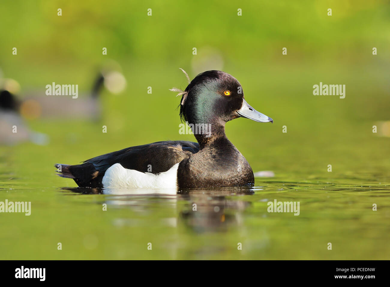 Tufted duck plumage hi-res stock photography and images - Alamy