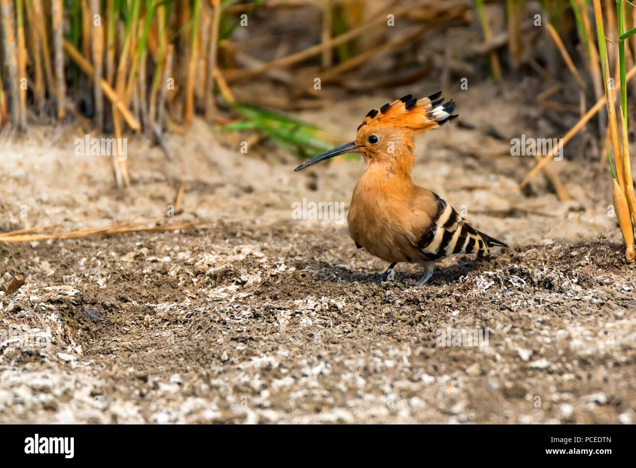 Common hoopoe or Upupa epops in steppe close Stock Photo - Alamy
