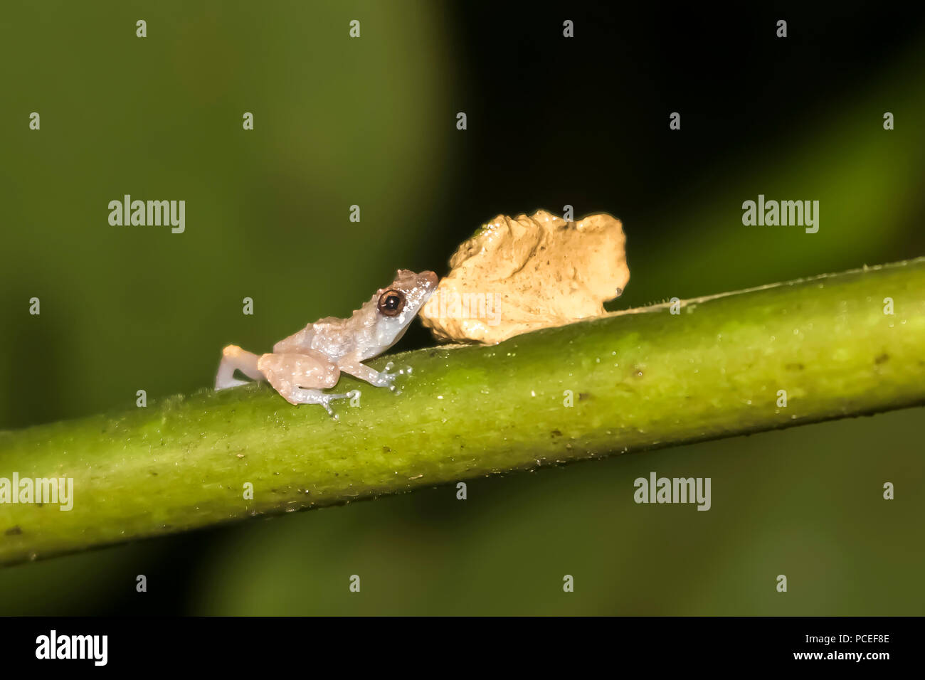Tiny Glass Frog Rests Chin on Fungus in Close Up Jungle Image Stock ...