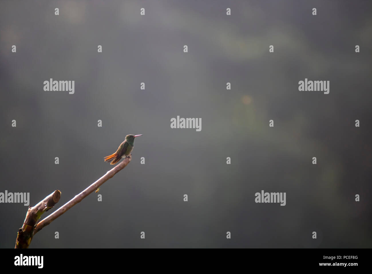 Orange tail hi-res stock photography and images - Alamy