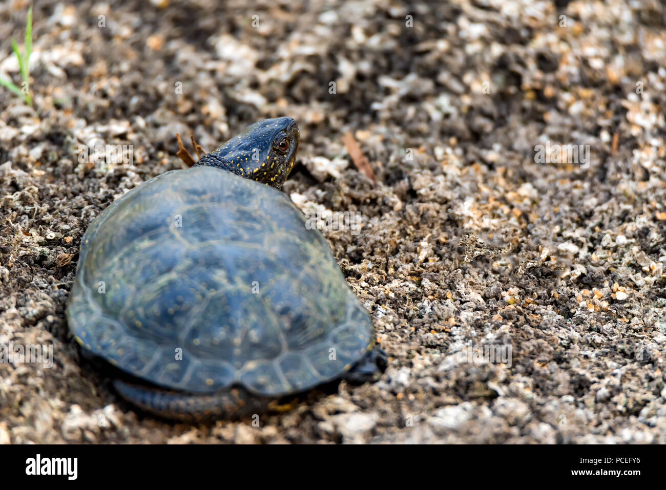 European pond turtle or Emys orbicularis Stock Photo - Alamy