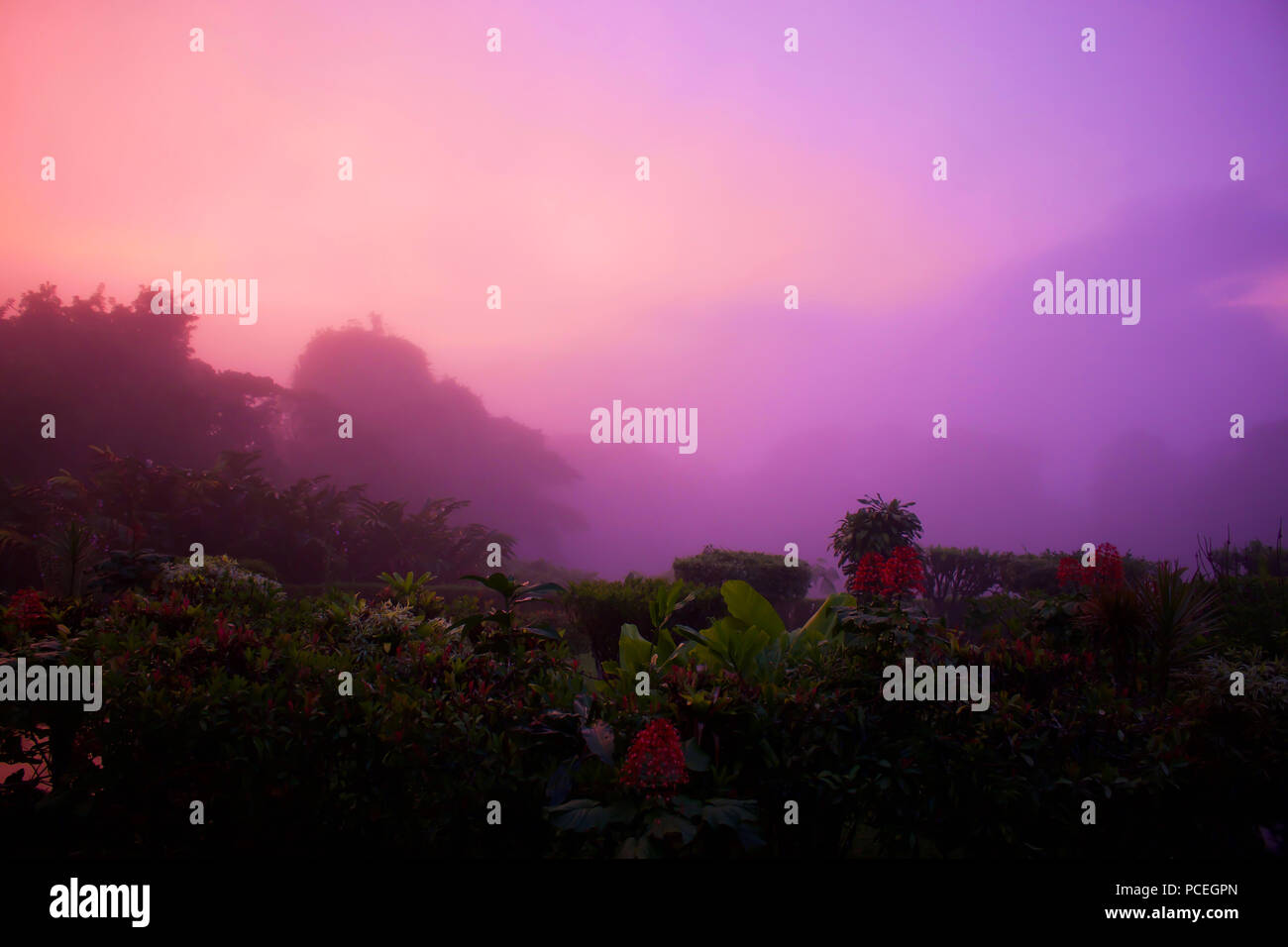 Bright Colorful Sunrise Through Jungle Mist Stock Photo - Alamy