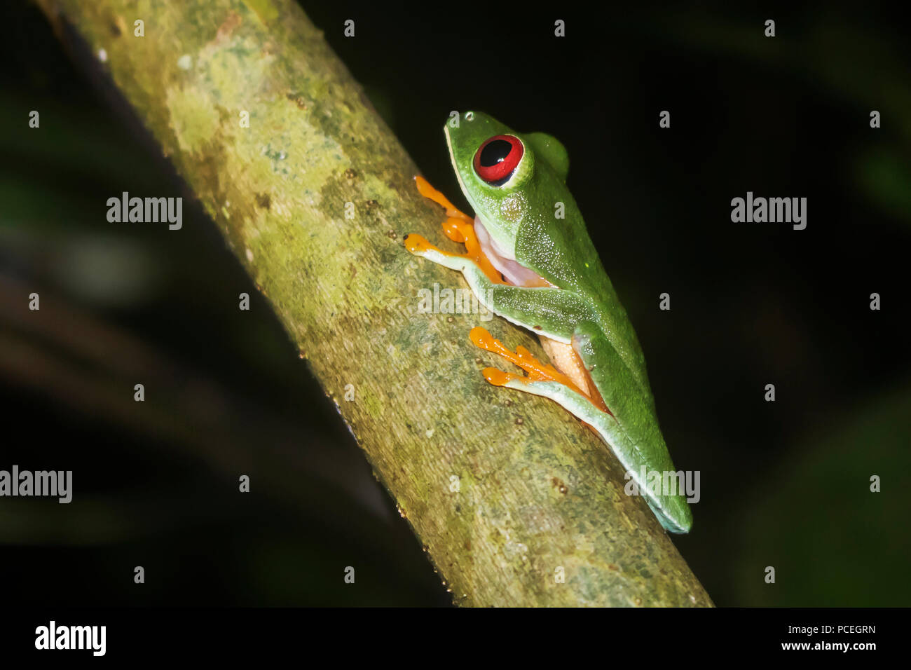 Jungle night hi-res stock photography and images - Alamy