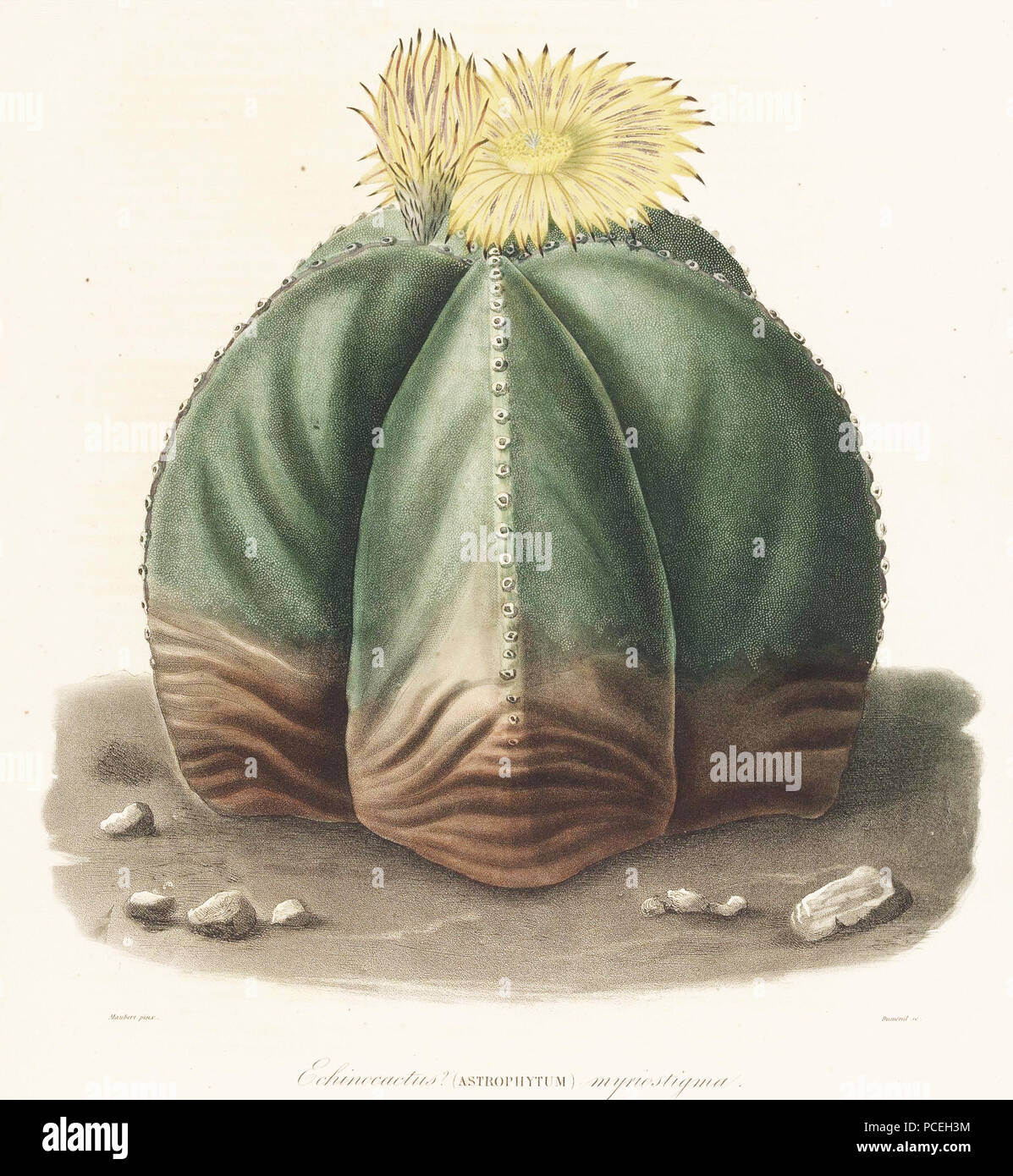 60 Astrophytum myriostigma Lem Stock Photo - Alamy