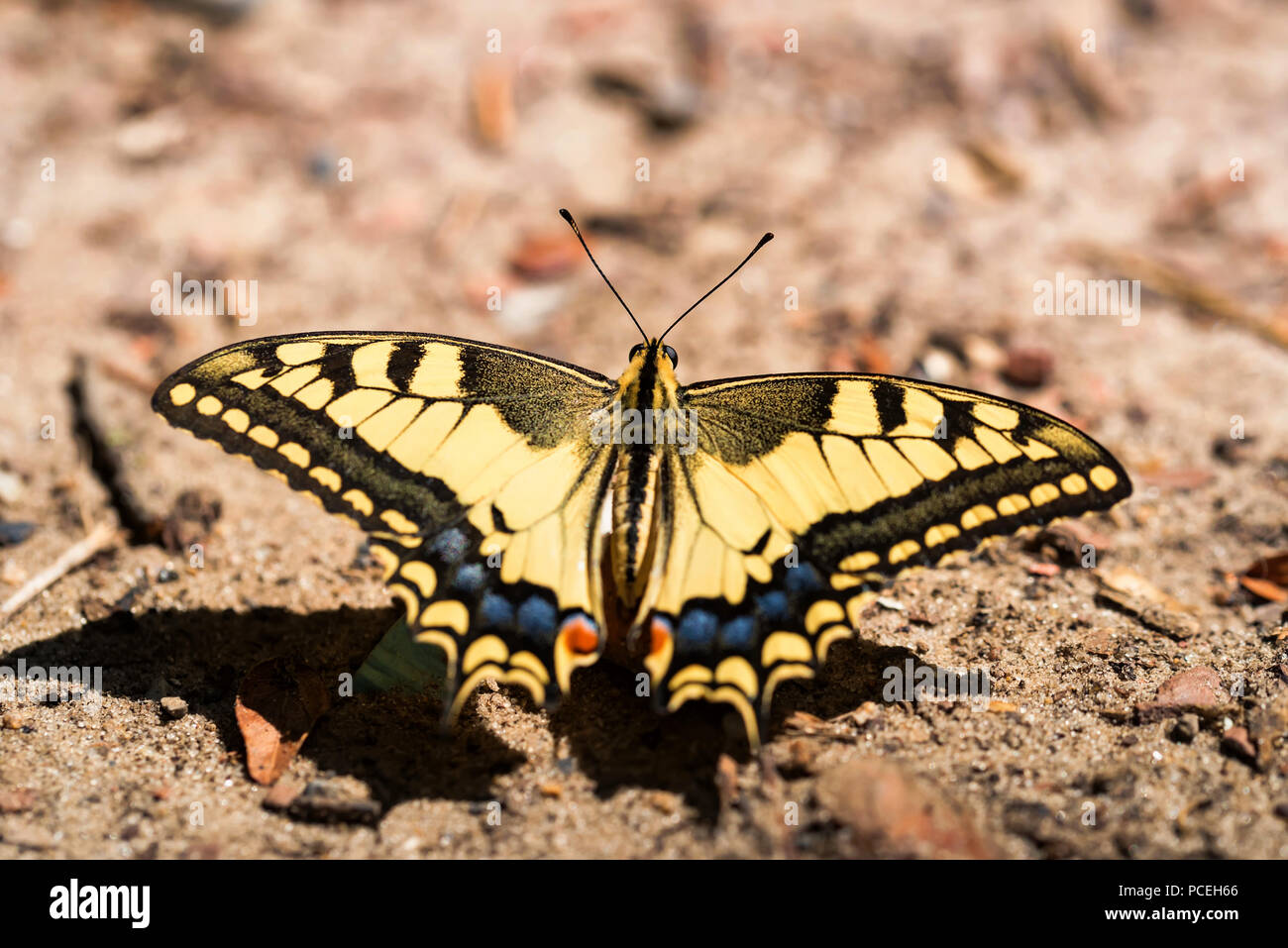 Xuthus Swallowtail High Resolution Stock Photography and Images - Alamy