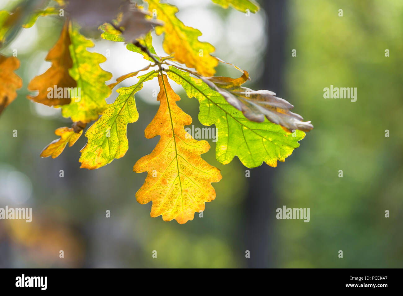 Oak foliage hi-res stock photography and images - Alamy