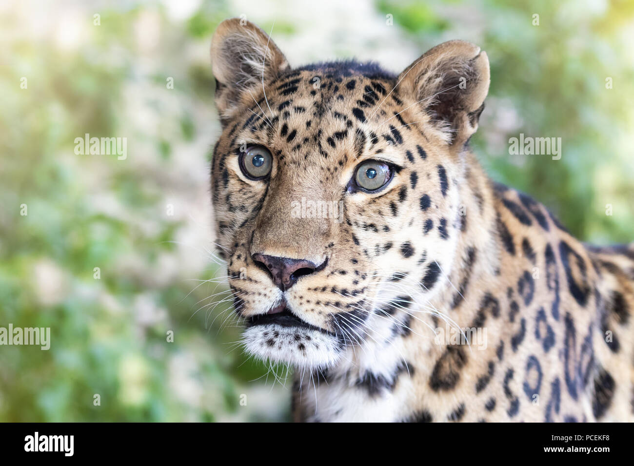 Young adult Amur Leopard. A species of leopard indigenous to ...