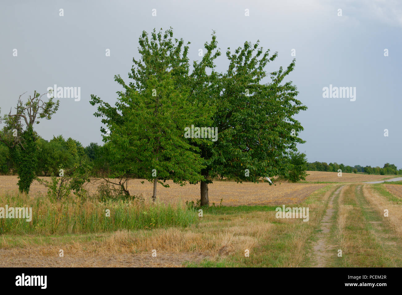 Dray tree hi-res stock photography and images - Alamy