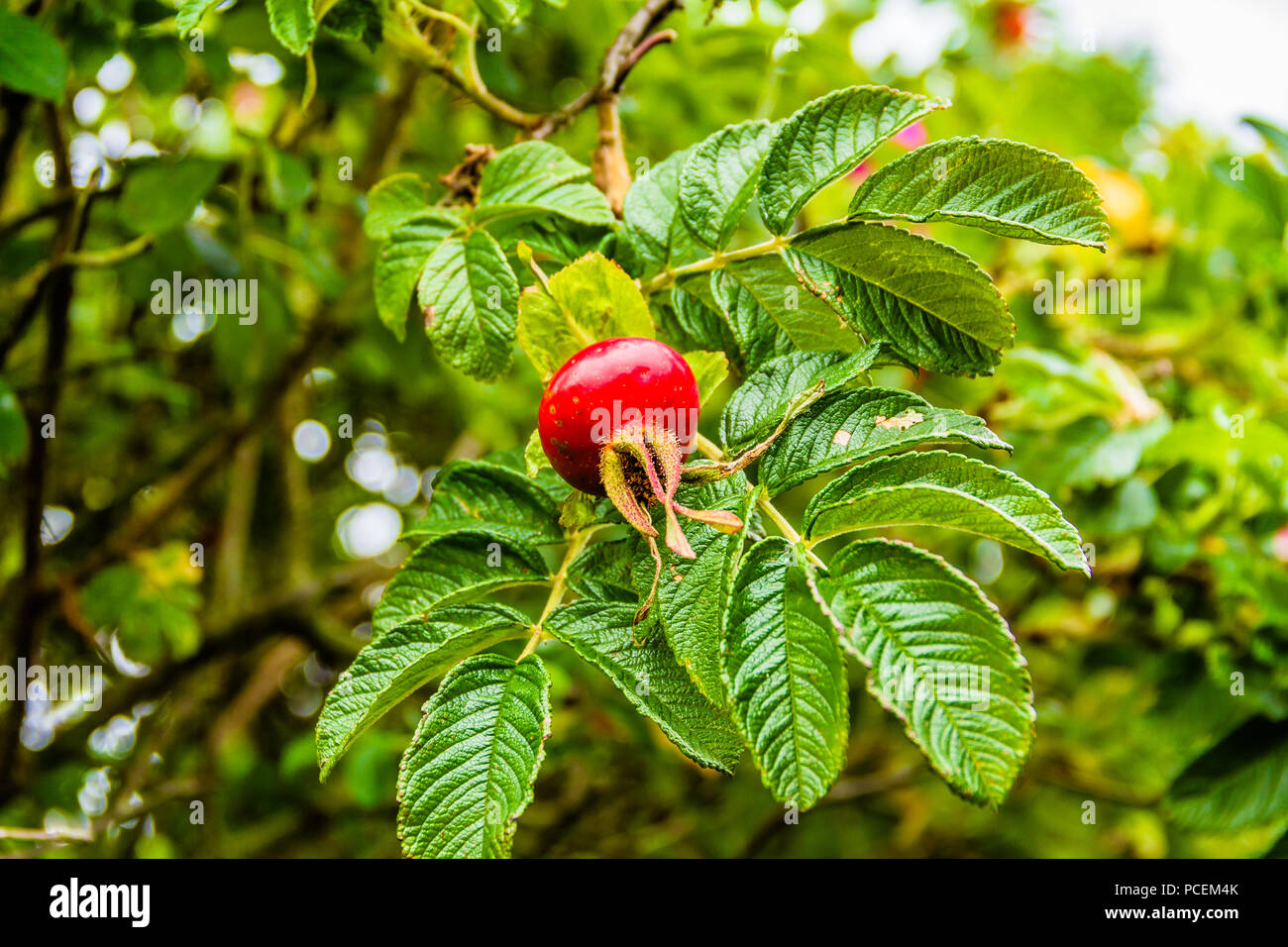 Fruit of the rose hi-res stock photography and images - Alamy
