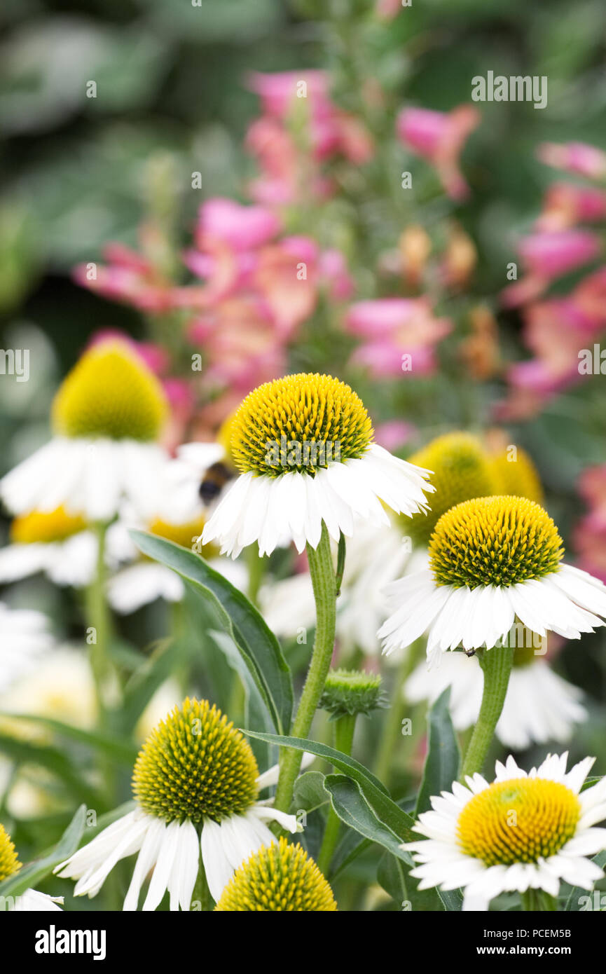 White echinacea flower hi-res stock photography and images - Alamy