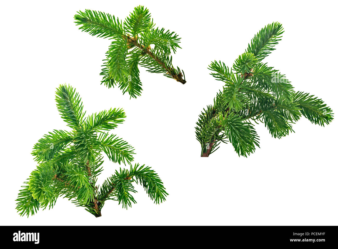 Three pine tree branches isolated on white Stock Photo - Alamy