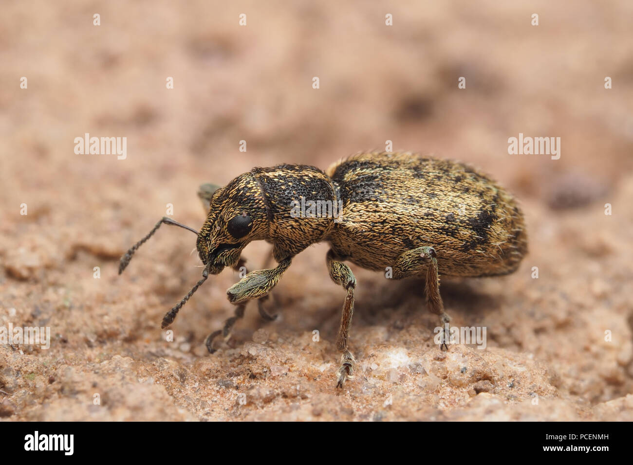 Andrion regensteinense Weevil walking along the ground. Tipperary ...