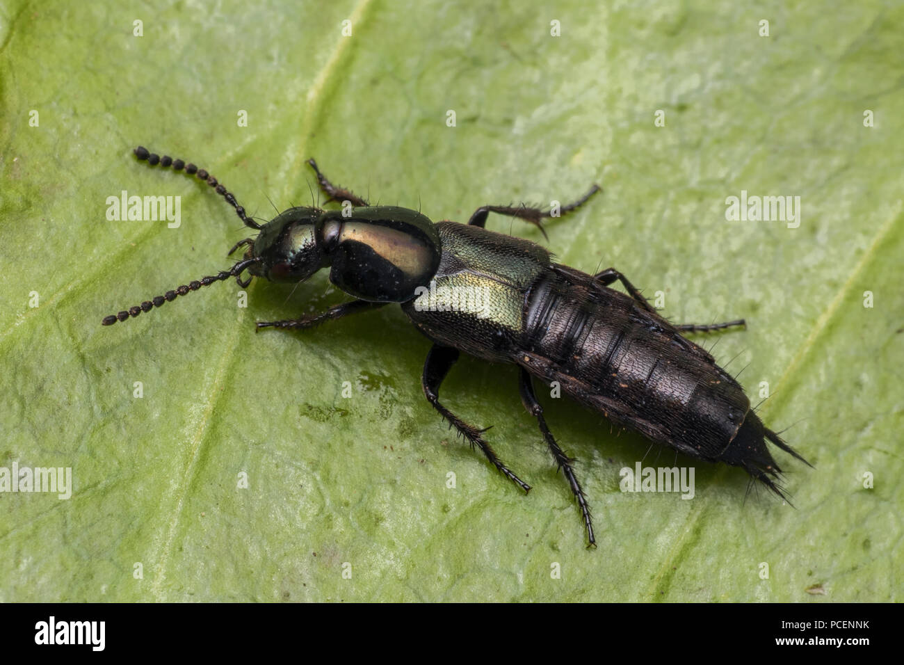 Rove beetle hi-res stock photography and images - Alamy