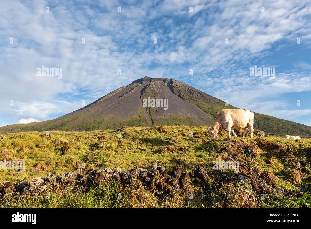 Cows and the silhouette of the Mount Pico along EN3 longitudinal road ...