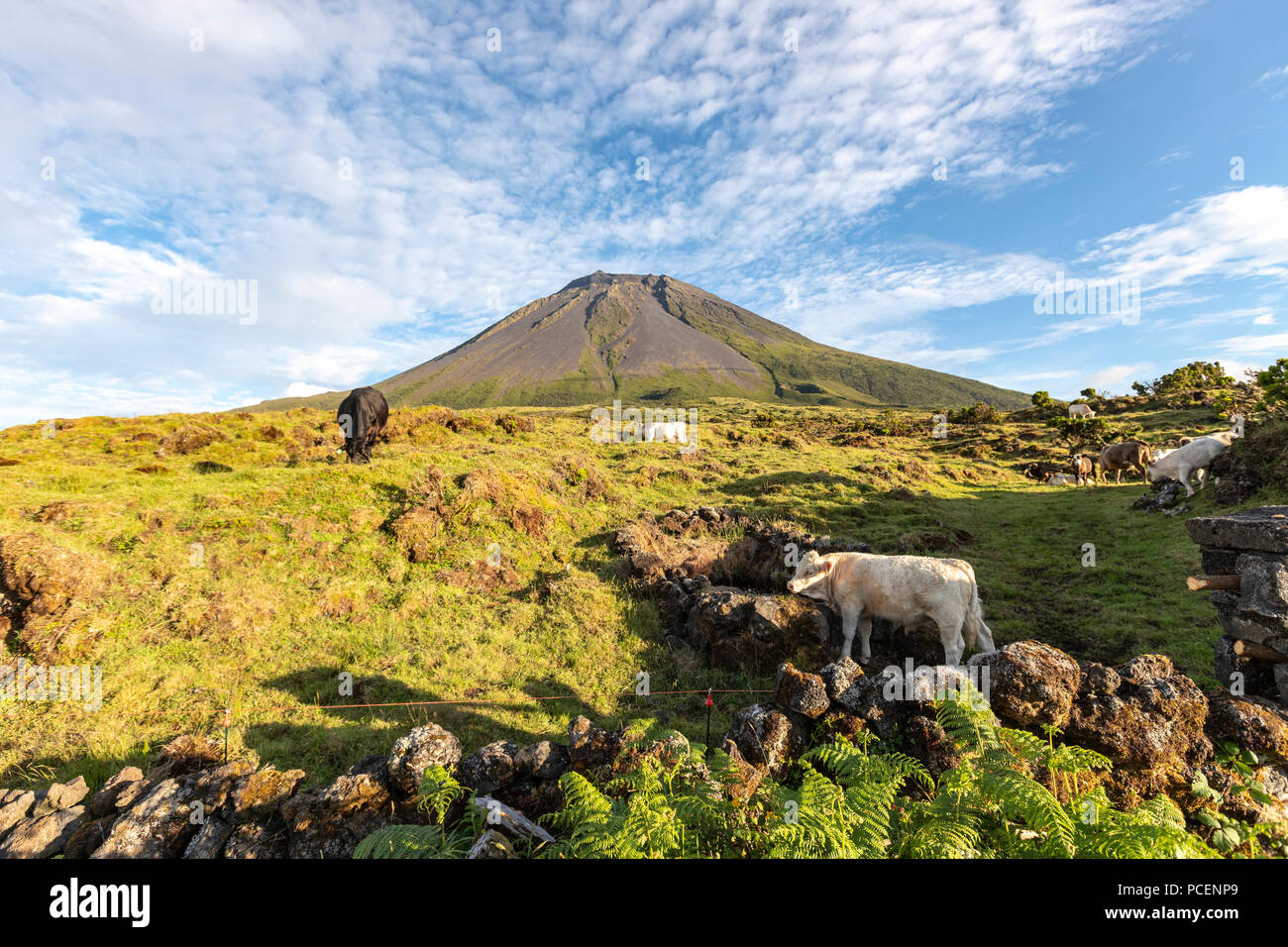 Cows and the silhouette of the Mount Pico along EN3 longitudinal road ...