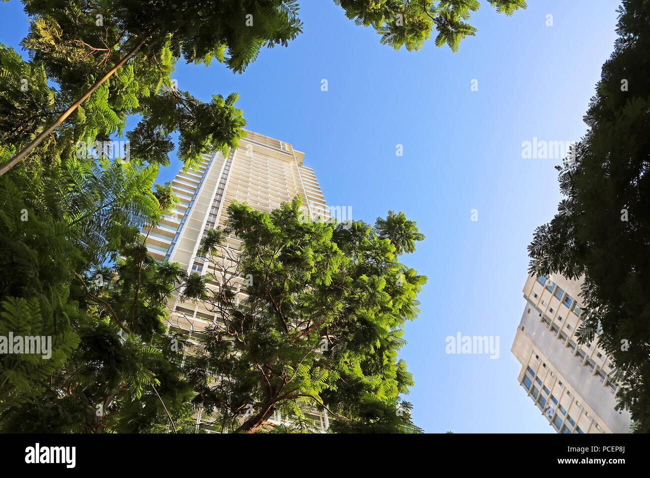 Skyscrapers and the foliage of trees in Tel Aviv, Israel Stock Photo ...