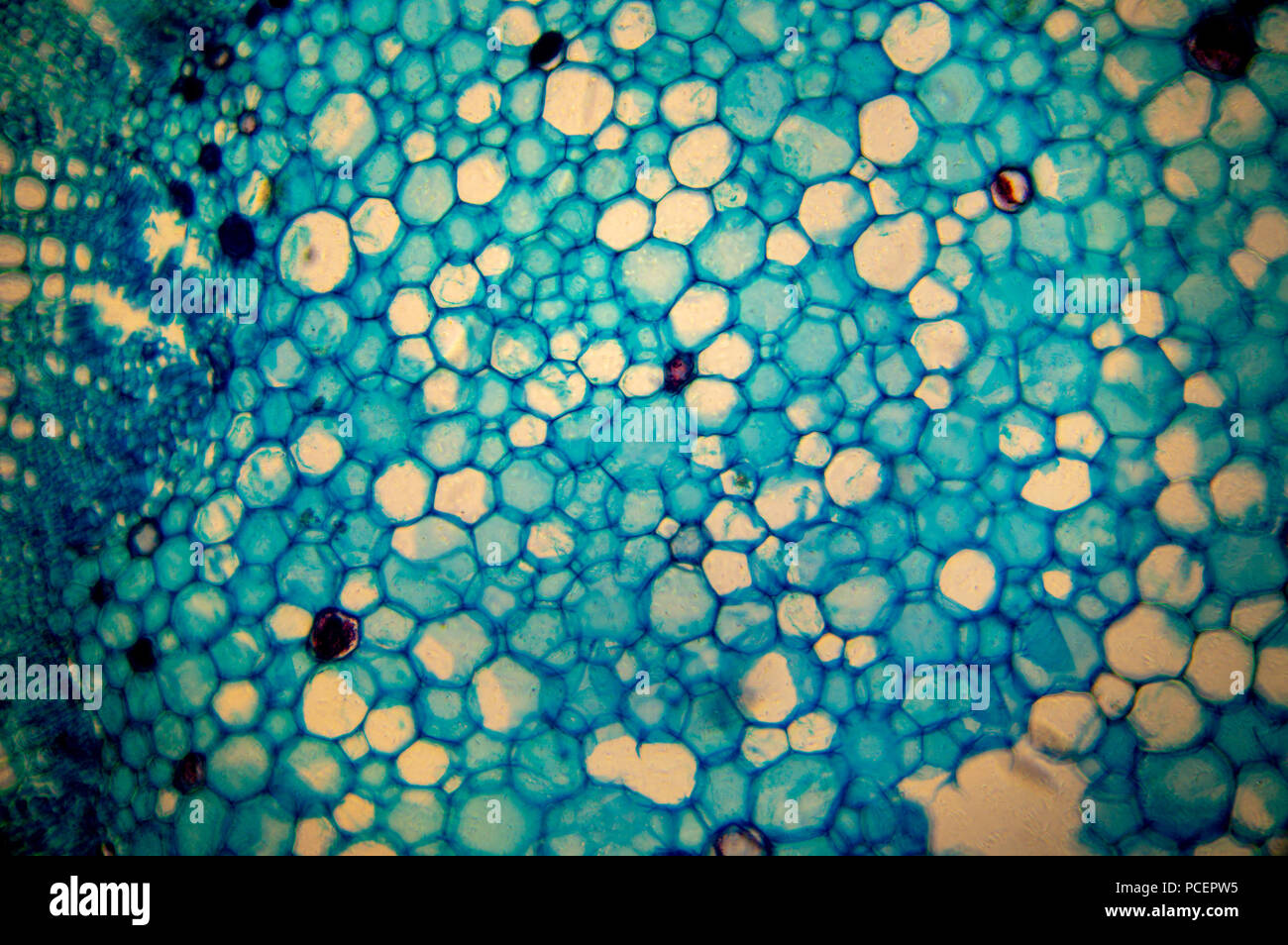 Cell of a living organism in the microscope Stock Photo - Alamy