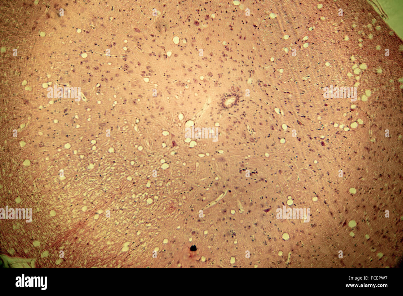 Cell of a living organism in the microscope Stock Photo - Alamy