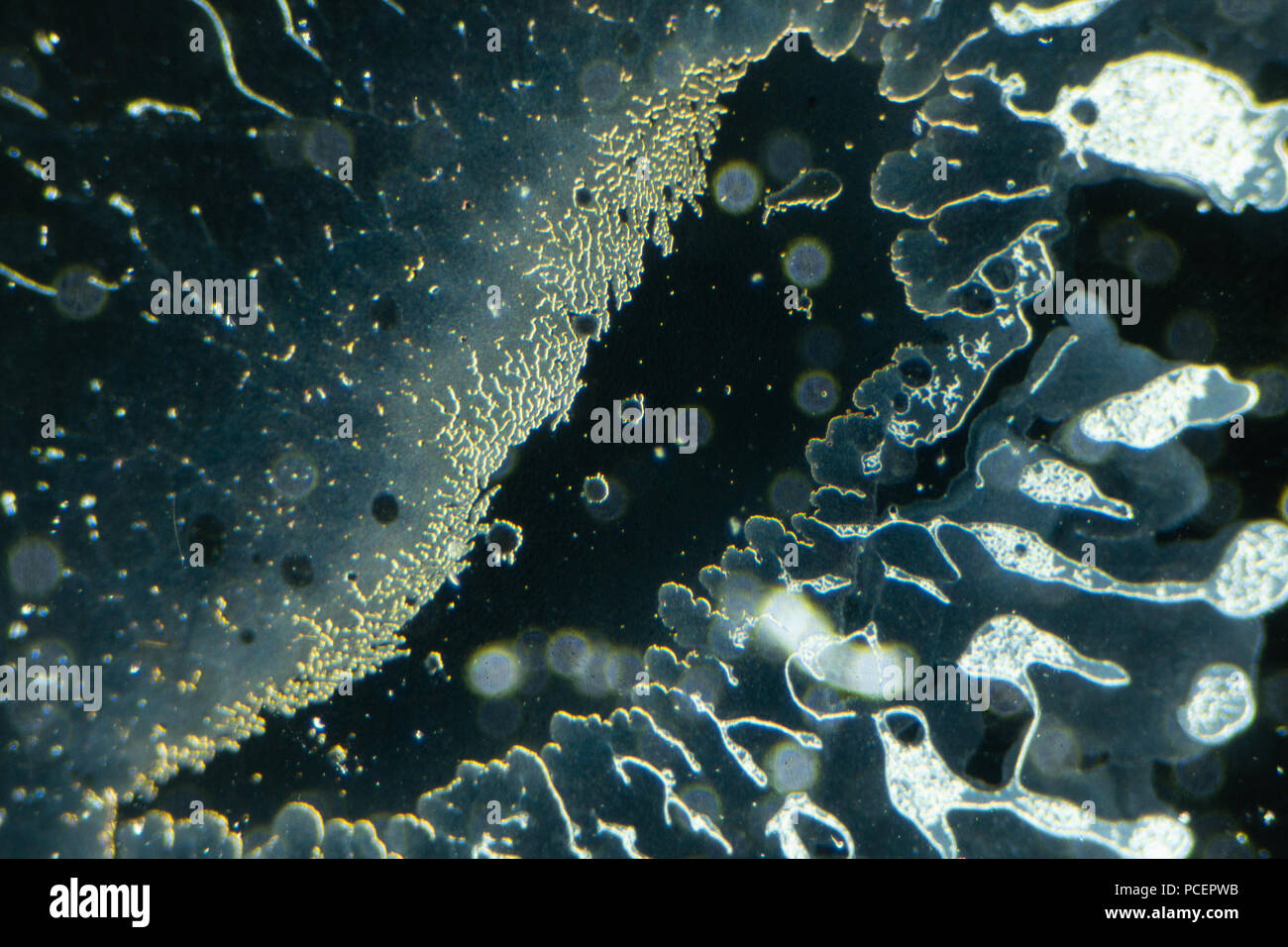 nanostructure of the metamaterial in a microscope Stock Photo - Alamy