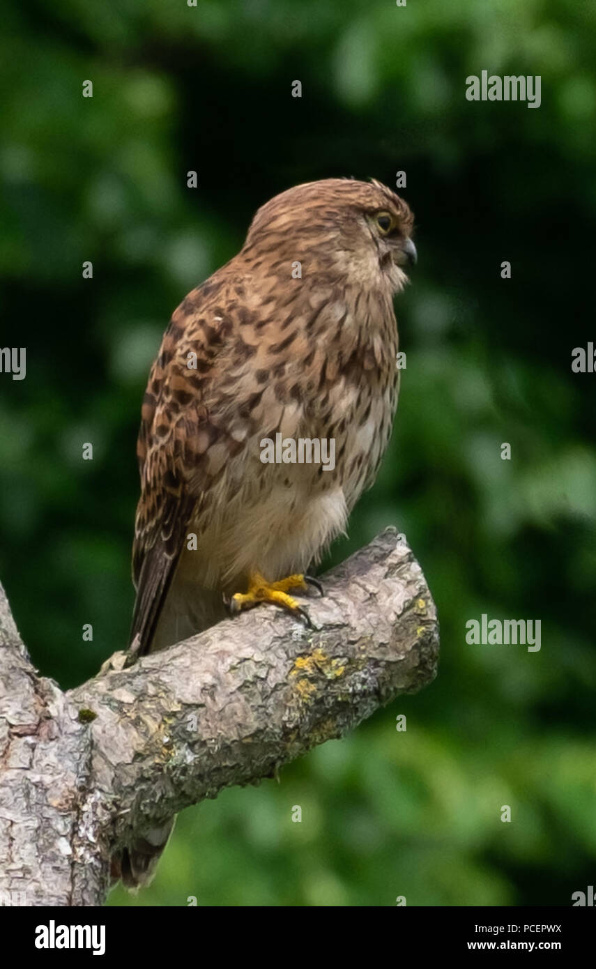 Kestel hi-res stock photography and images - Alamy