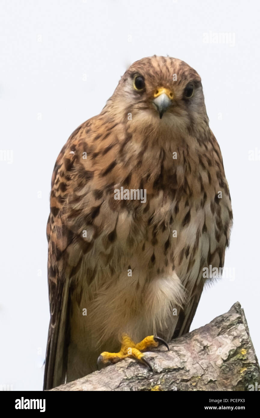 Kestel hi-res stock photography and images - Alamy