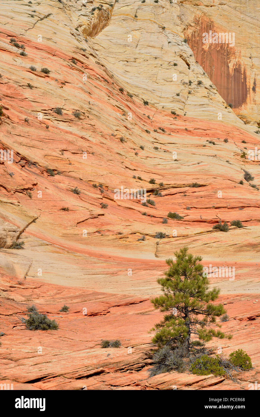 Slickrock formations- beehive formations, Zion National Park, Utah, USA ...