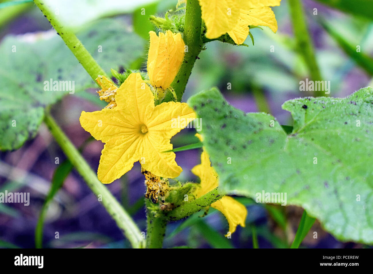Cucumber fertilization hi-res stock photography and images - Alamy