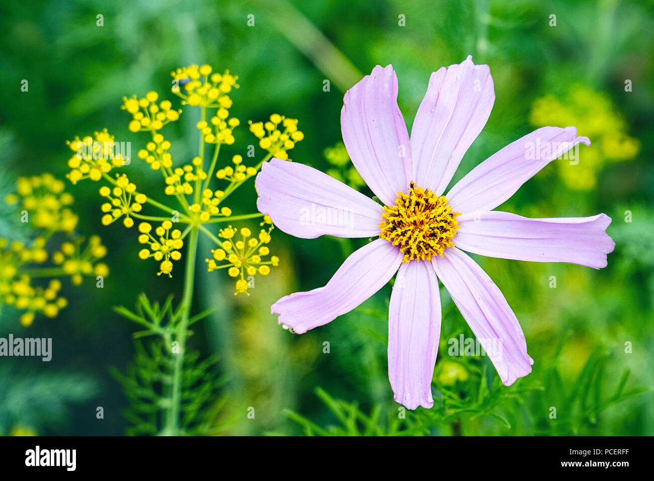 Bright Pink Cosmos High Resolution Stock Photography and Images - Alamy