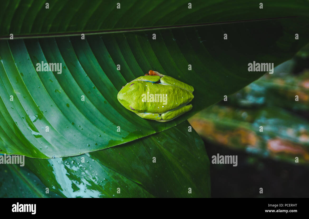 Red eyed tree frog sleeping in hi-res stock photography and images - Alamy