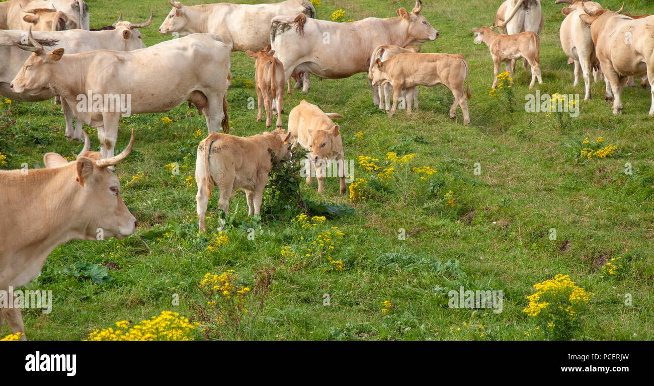 Light brown cattle hi-res stock photography and images - Alamy