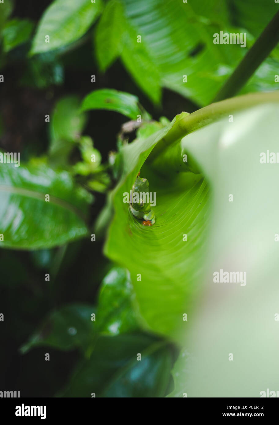 Bright green red eyed tree frog sleeping under a leaf in Costa Rica ...