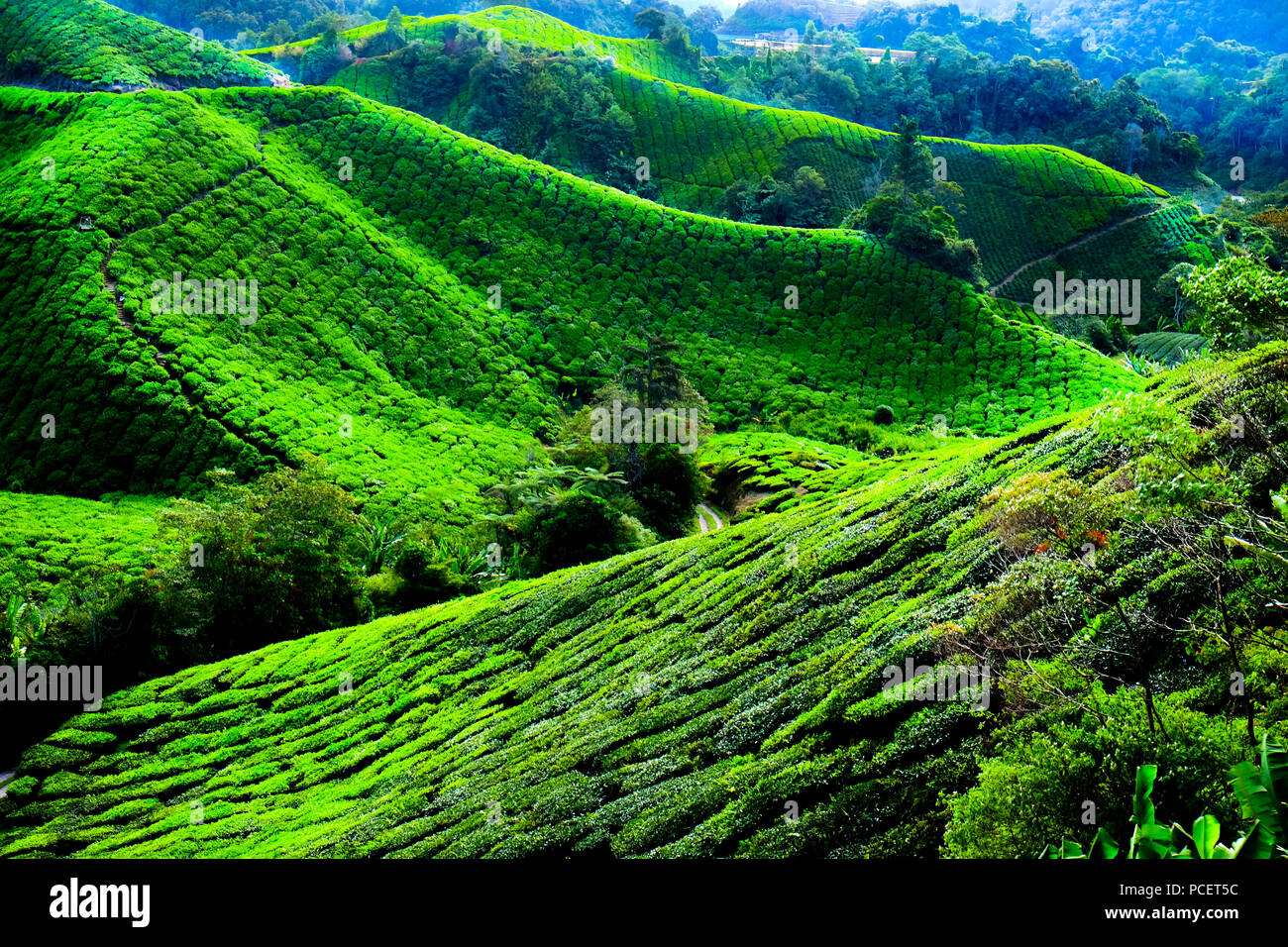 green steep undulating hills of a tea plantation the top of the hills ...