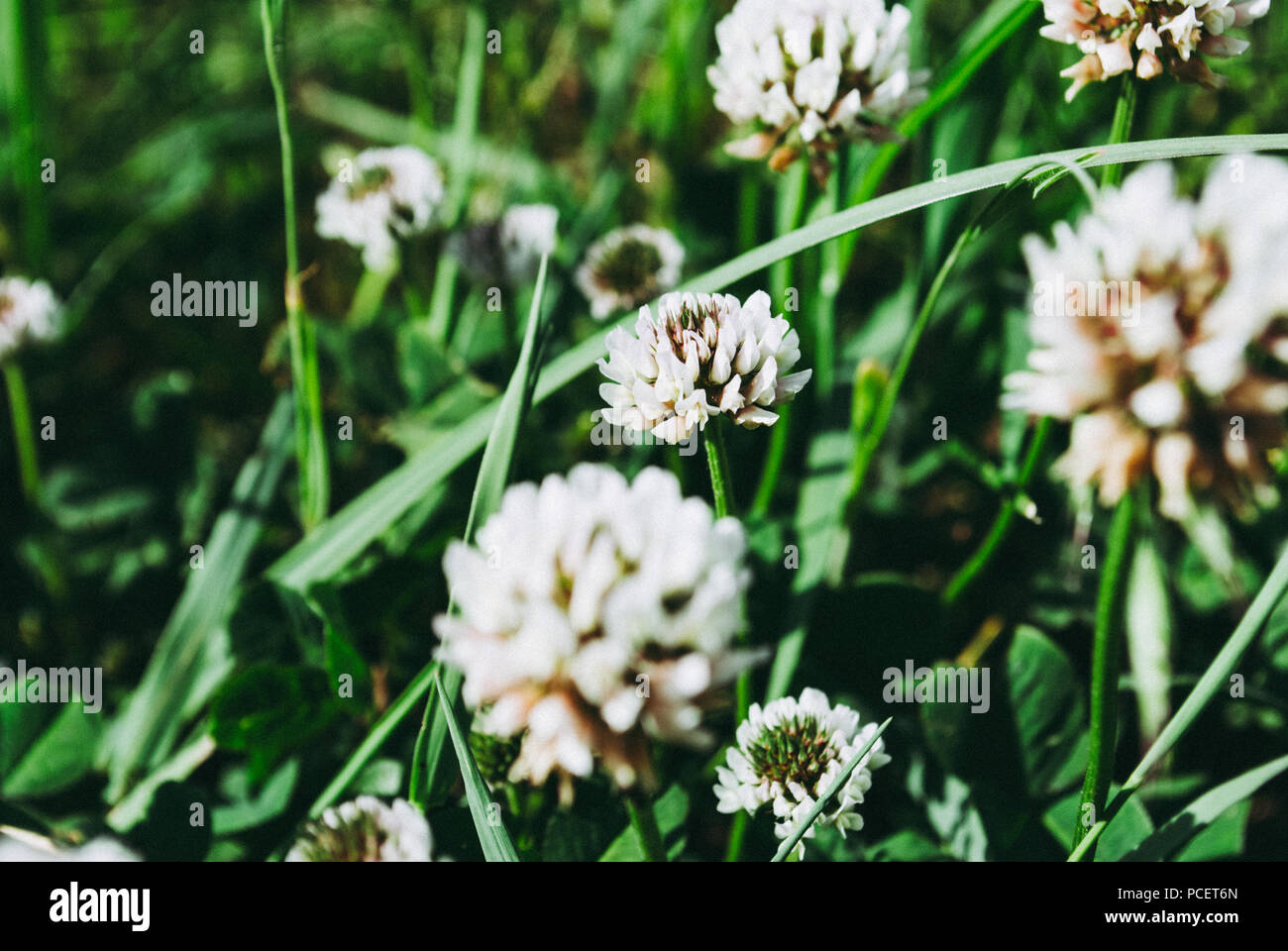 Clower Flower High Resolution Stock Photography and Images - Alamy