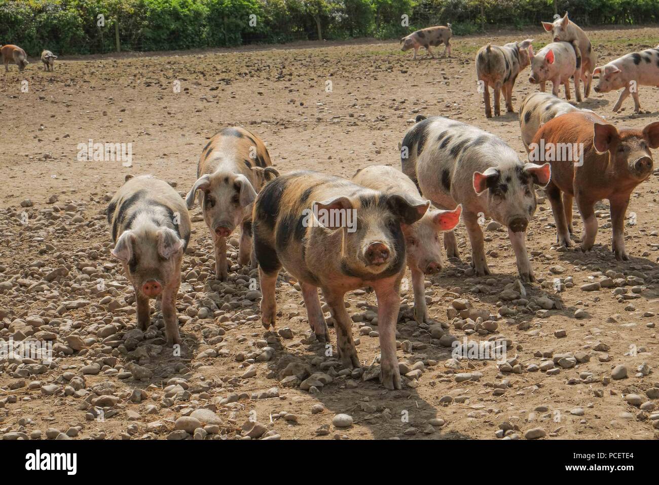 Pigs in a dry dusty field Stock Photo - Alamy