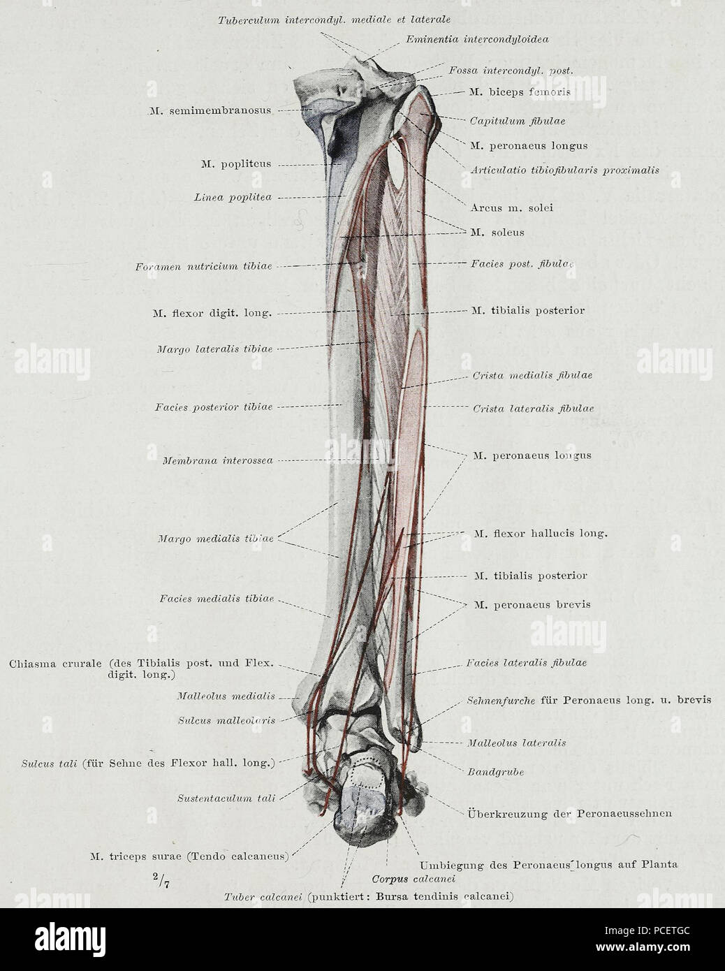 295b hi-res stock photography and images - Alamy