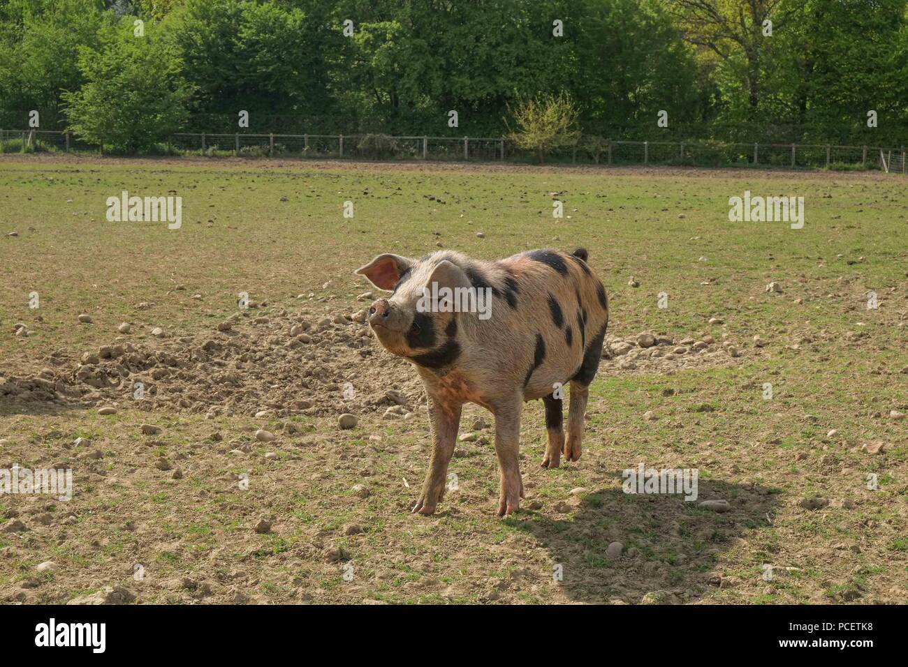 Pigs in a dry dusty field Stock Photo - Alamy